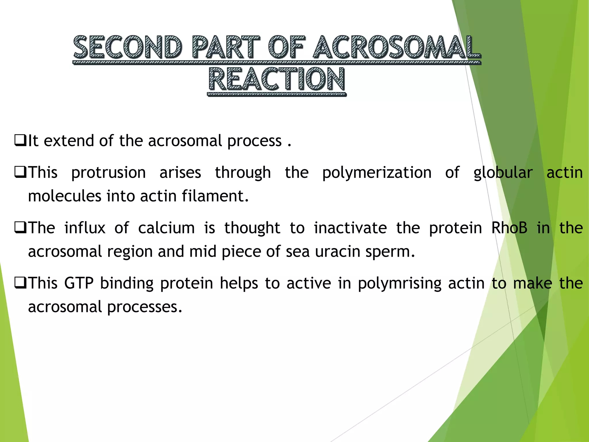 acrosome reaction | PPT