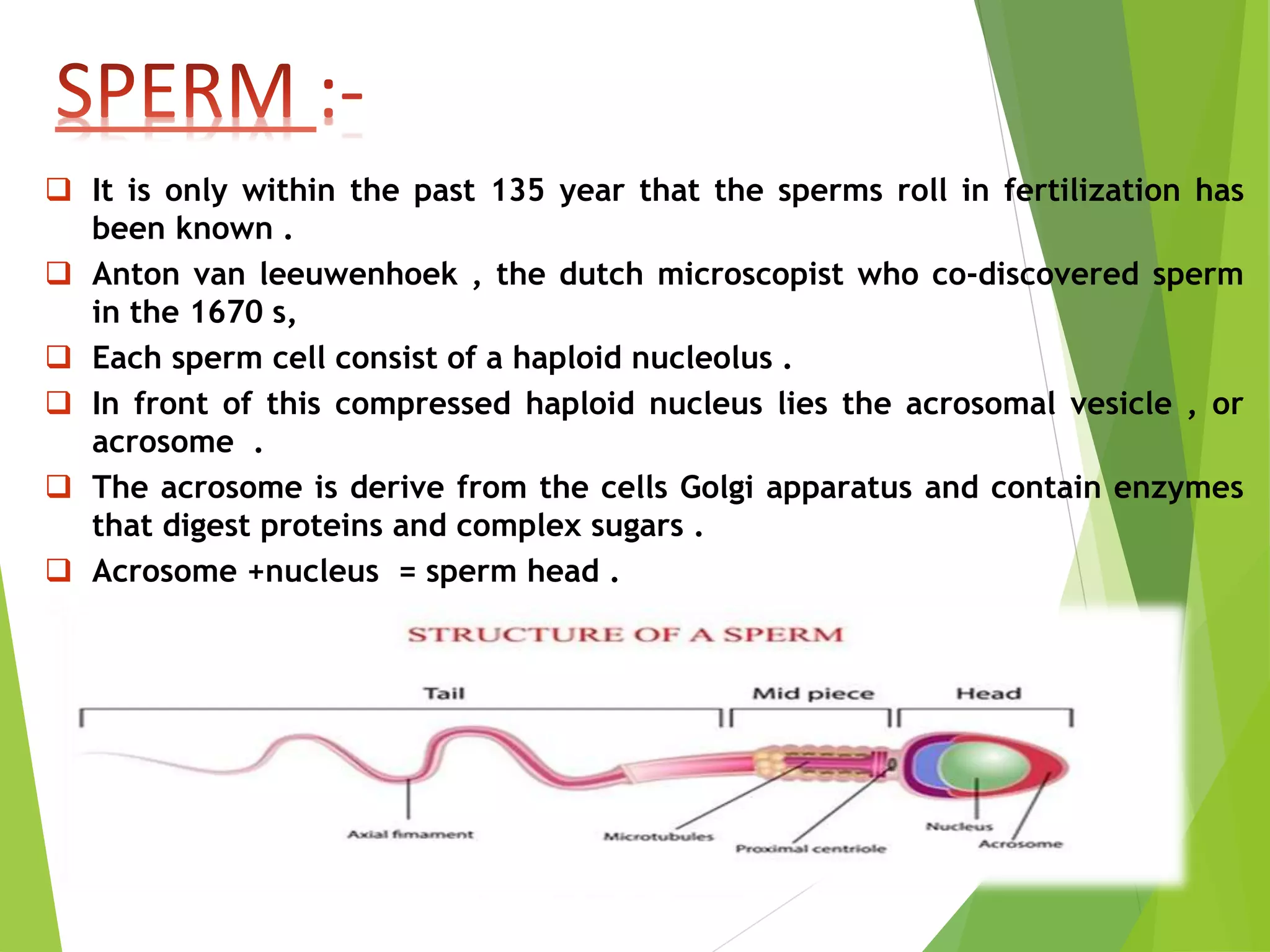 acrosome reaction | PPT