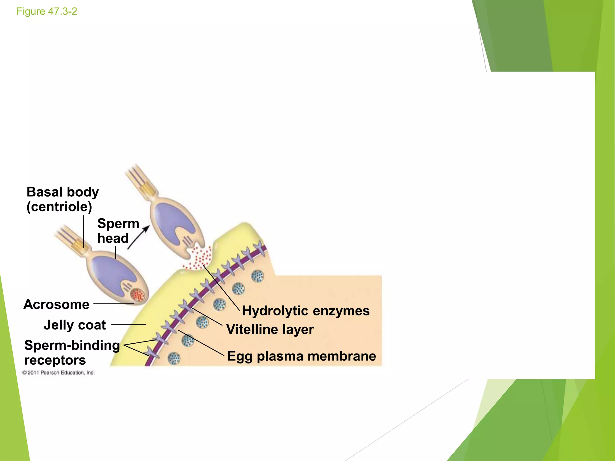 acrosome reaction | PPT | Infertility | Reproductive Health