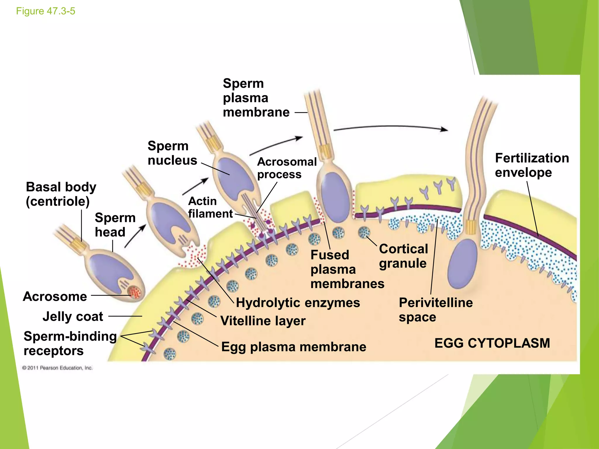 acrosome reaction | PPT