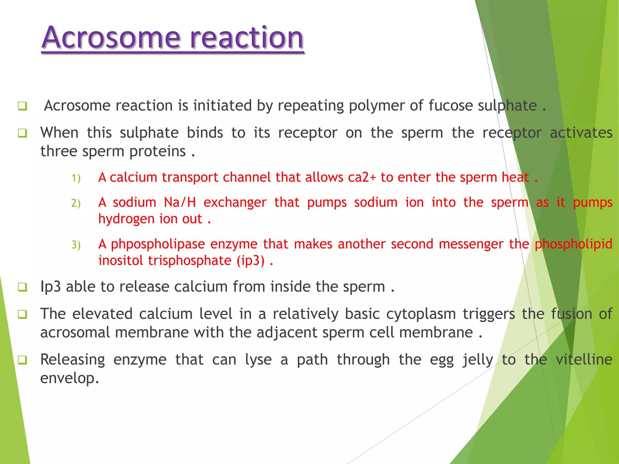 acrosome reaction | PPT | Infertility | Reproductive Health