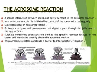 acrosome reaction | PPT