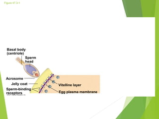 acrosome reaction | PPT