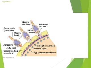 acrosome reaction | PPT