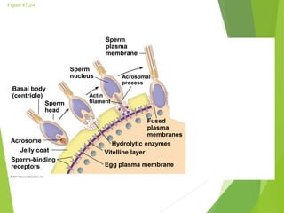 acrosome reaction | PPT | Infertility | Reproductive Health