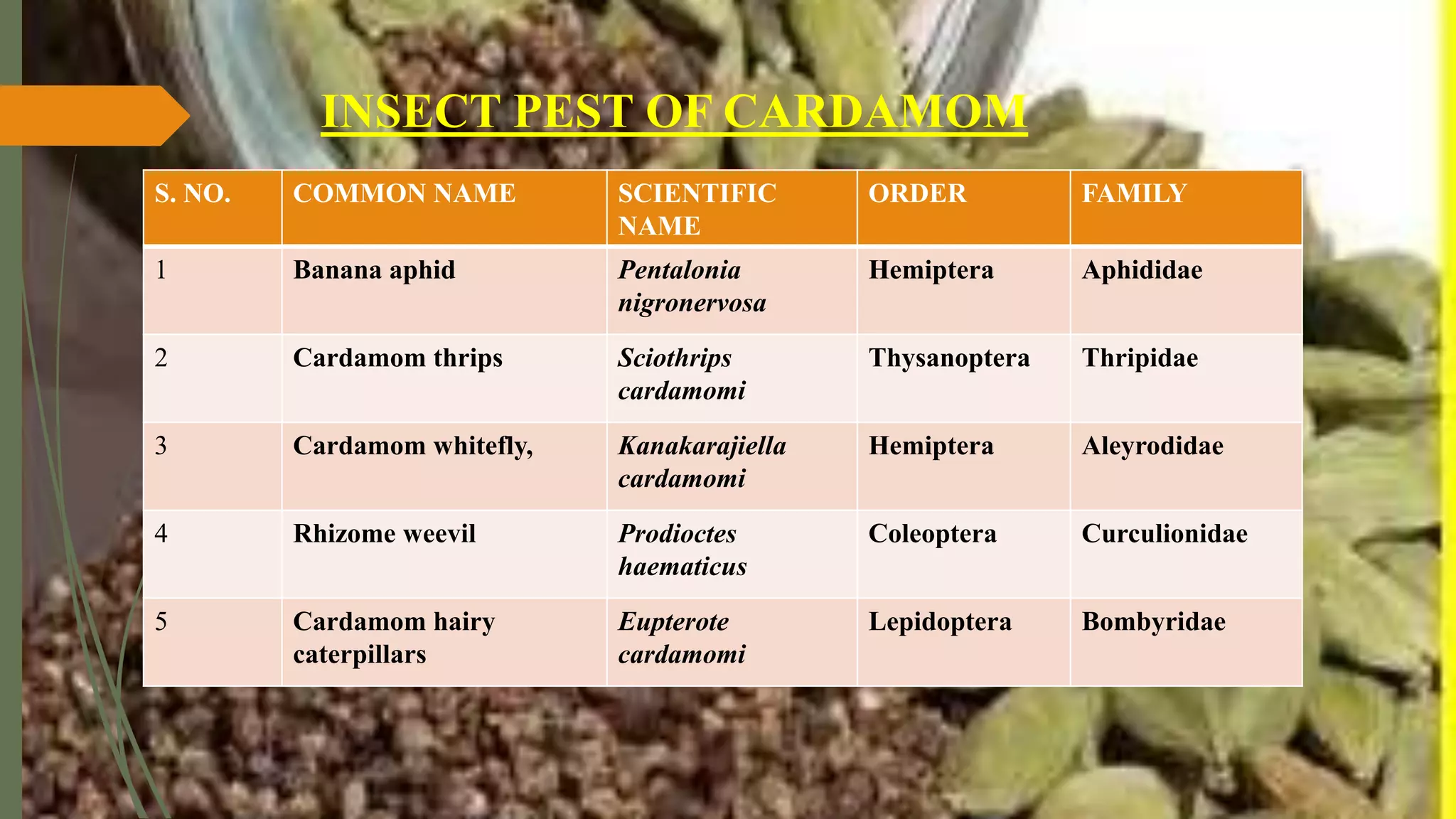 Rajan mahendra entomology | PPTX
