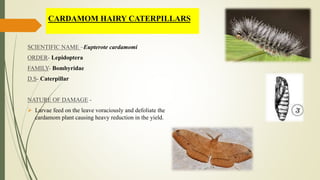 Rajan mahendra entomology | PPTX