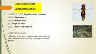 Rajan mahendra entomology | PPTX