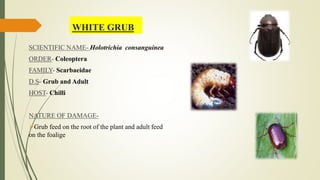 Rajan mahendra entomology | PPTX