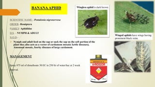 Rajan mahendra entomology | PPTX