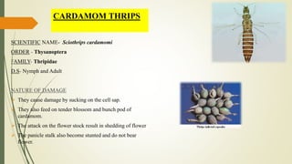 Rajan mahendra entomology | PPTX