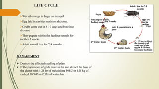 Rajan mahendra entomology | PPTX