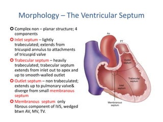 Ventricular Septum Parts
