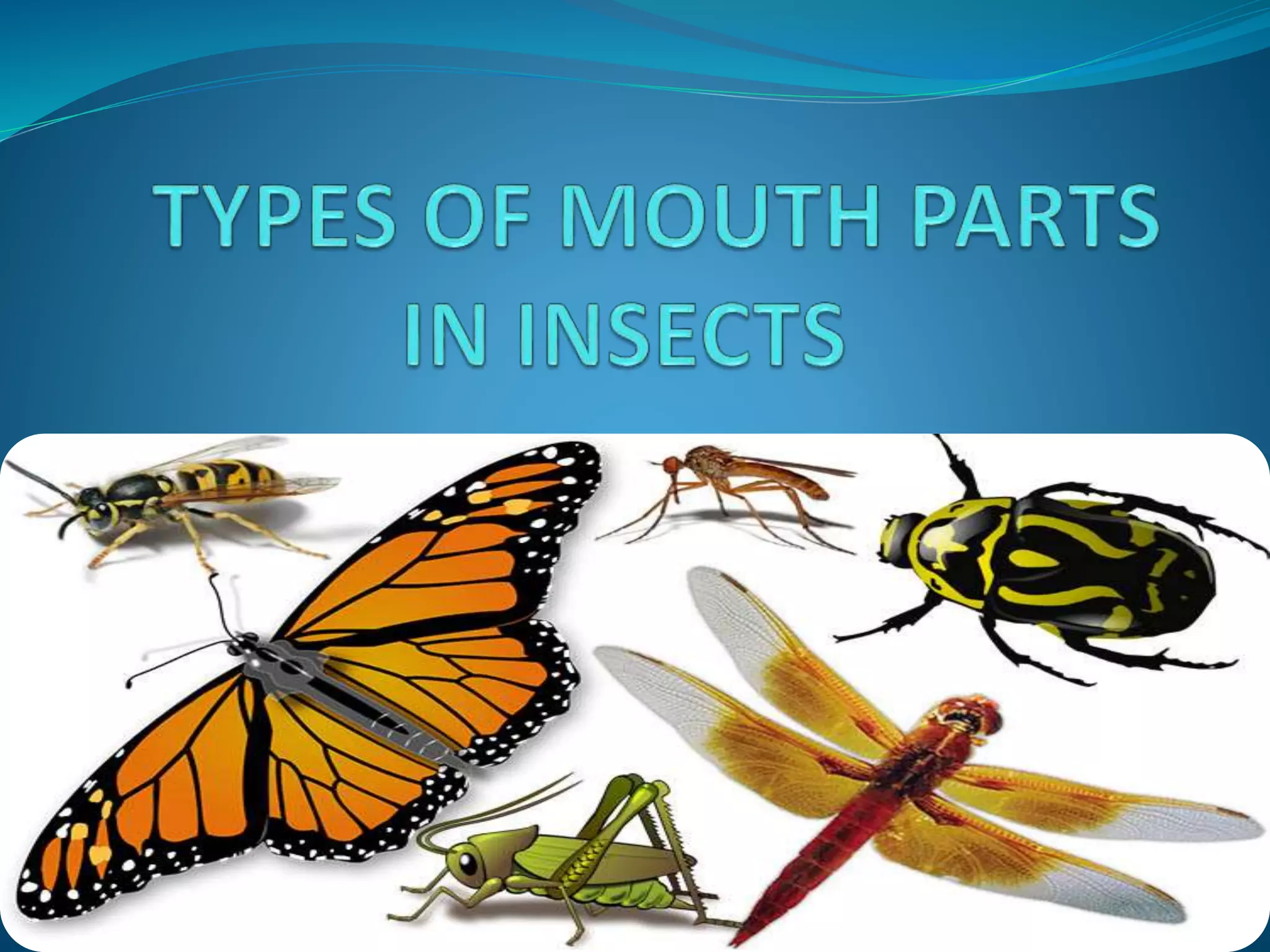 insect mouth parts | PPTX