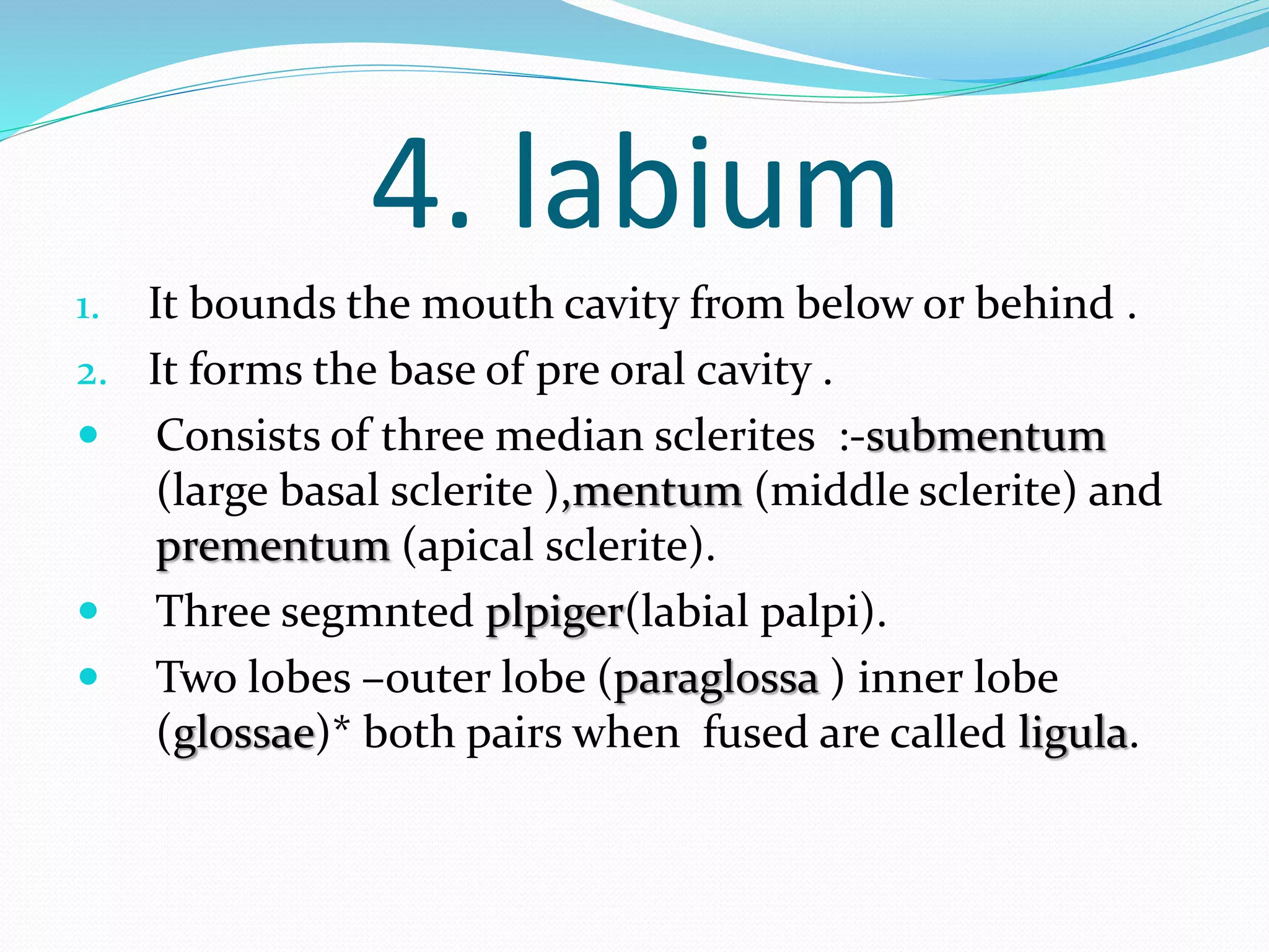 insect mouth parts | PPTX