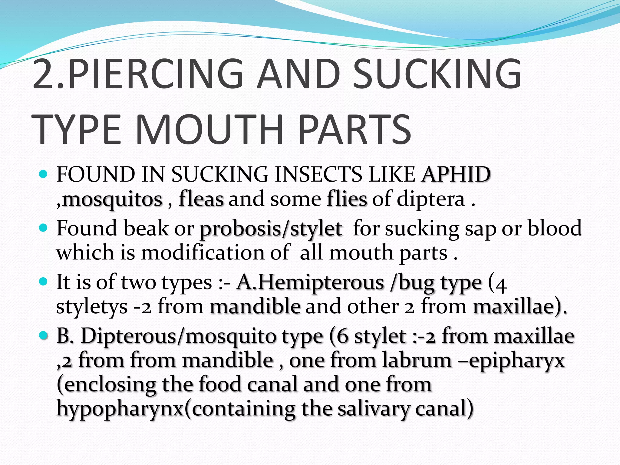 insect mouth parts | PPTX
