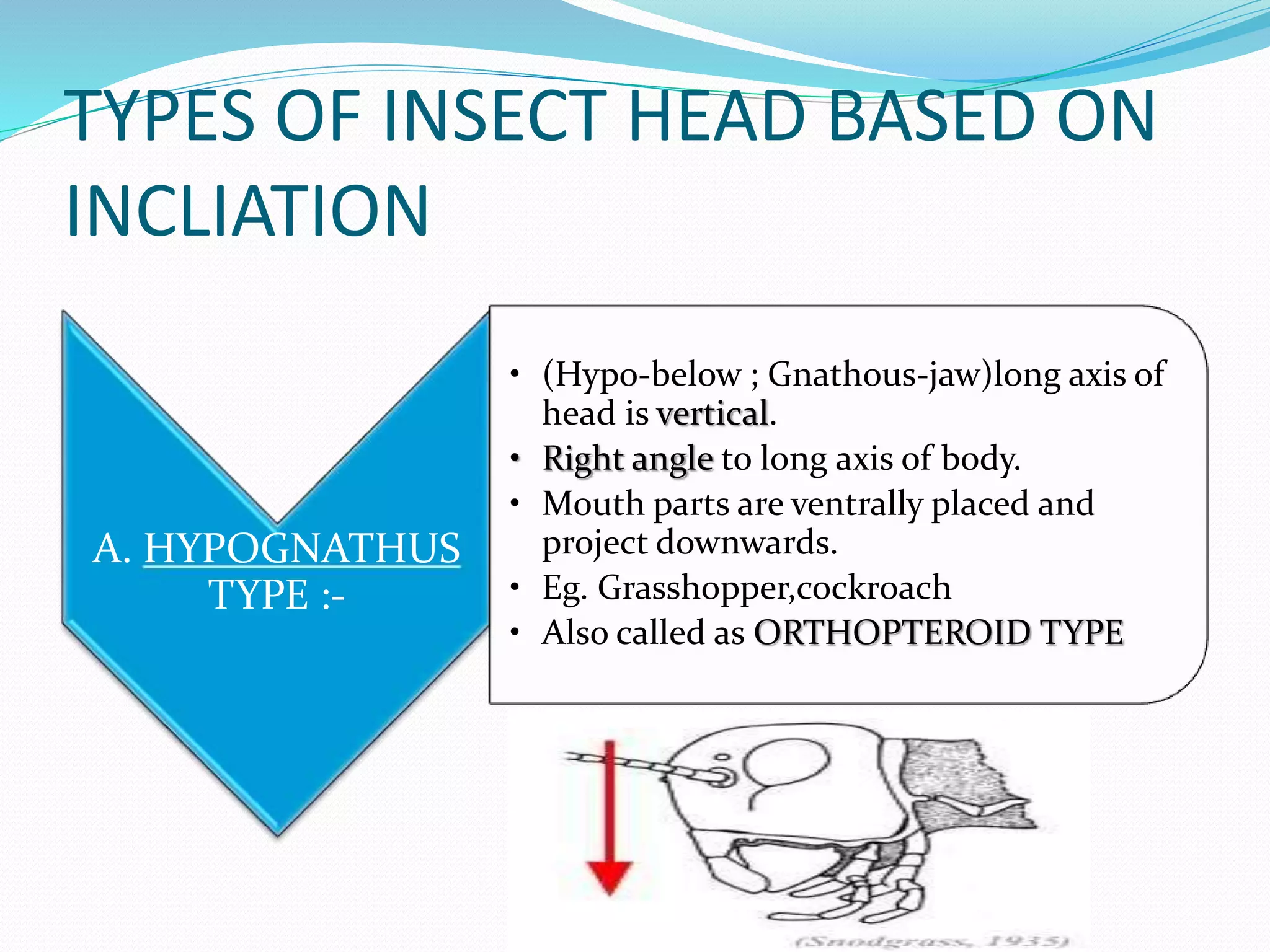 insect mouth parts | PPTX