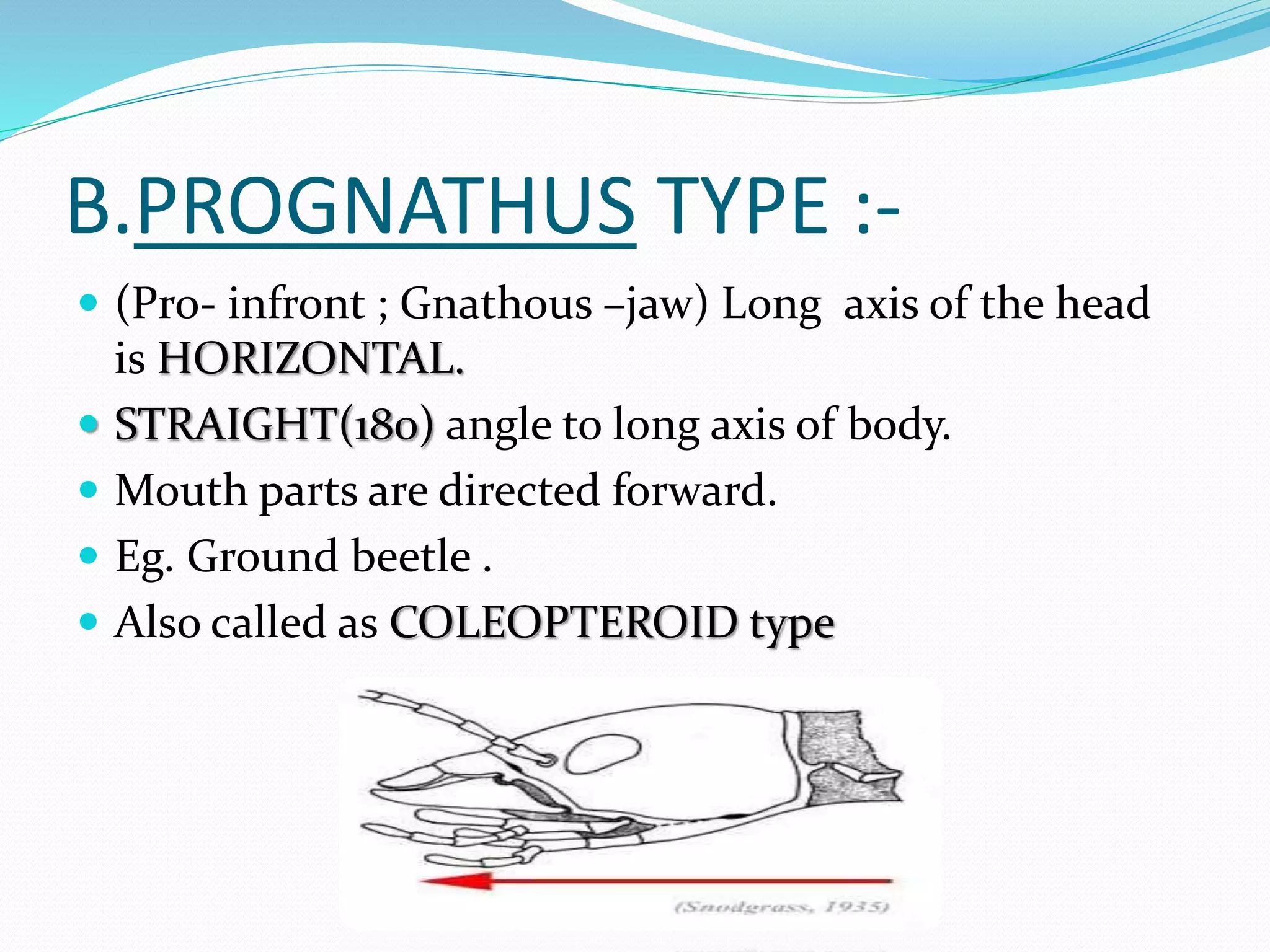 insect mouth parts | PPTX