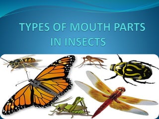 Insect Mouth