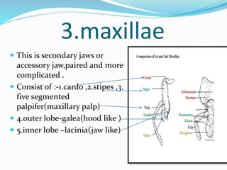 insect mouth parts | PPTX