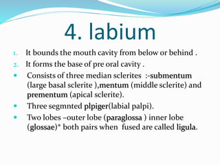 insect mouth parts | PPTX