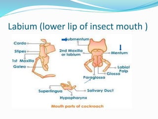 insect mouth parts | PPTX