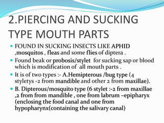 insect mouth parts | PPTX