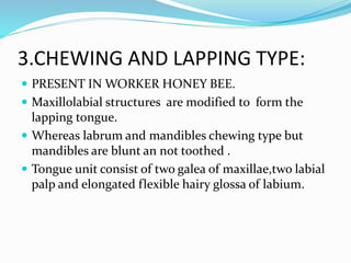 insect mouth parts | PPTX