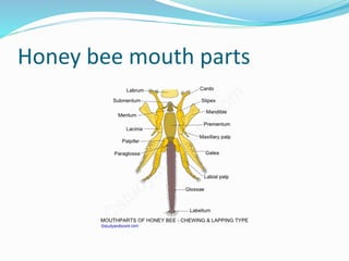 insect mouth parts | PPTX