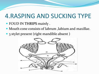insect mouth parts | PPTX