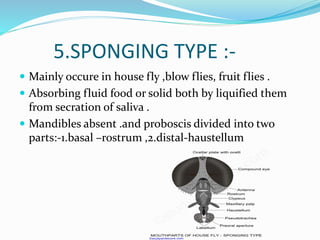 insect mouth parts | PPTX