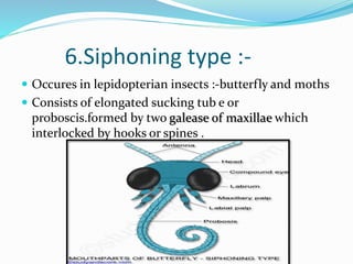 insect mouth parts | PPTX