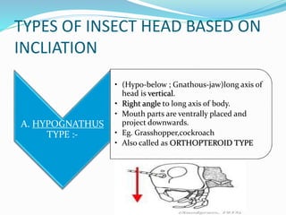 insect mouth parts | PPTX
