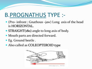 insect mouth parts | PPTX