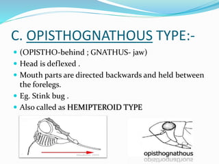 insect mouth parts | PPTX