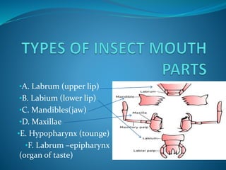 insect mouth parts | PPTX