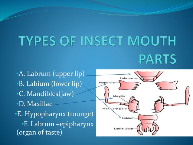insect mouth parts | PPTX | Dental Health | Diseases and Conditions