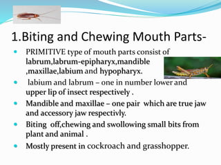 insect mouth parts | PPTX