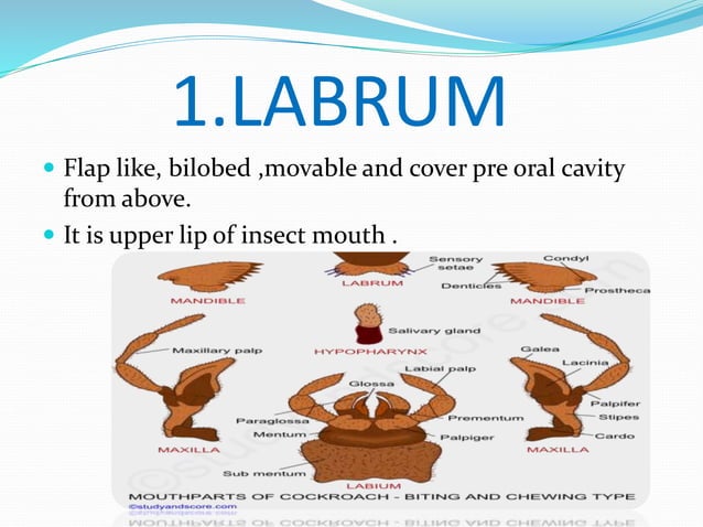 insect mouth parts | PPTX | Dental Health | Diseases and Conditions