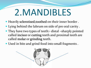 insect mouth parts | PPTX