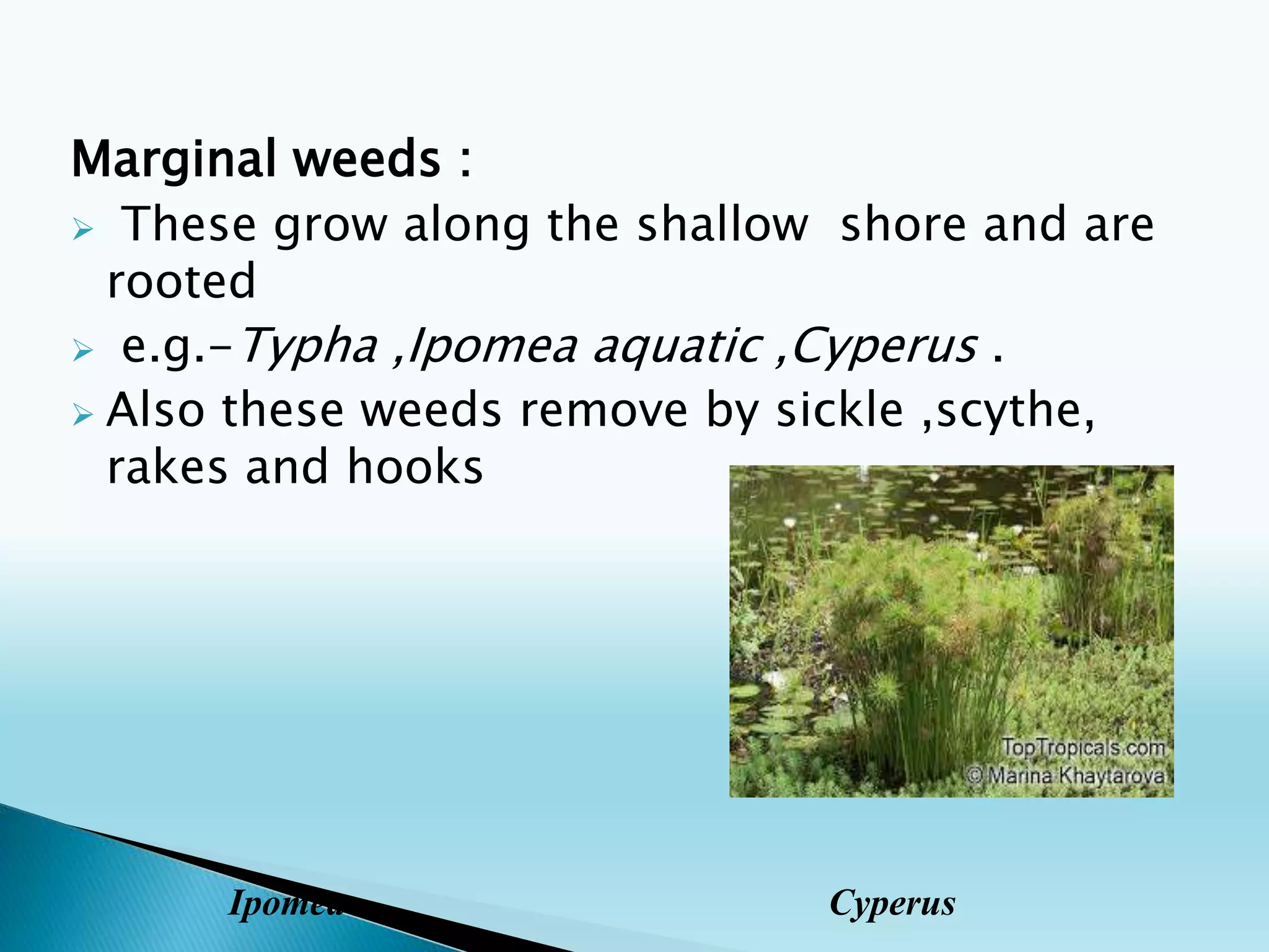 BREEDING AND CULTURE OF CARPS FISHES | PPTX