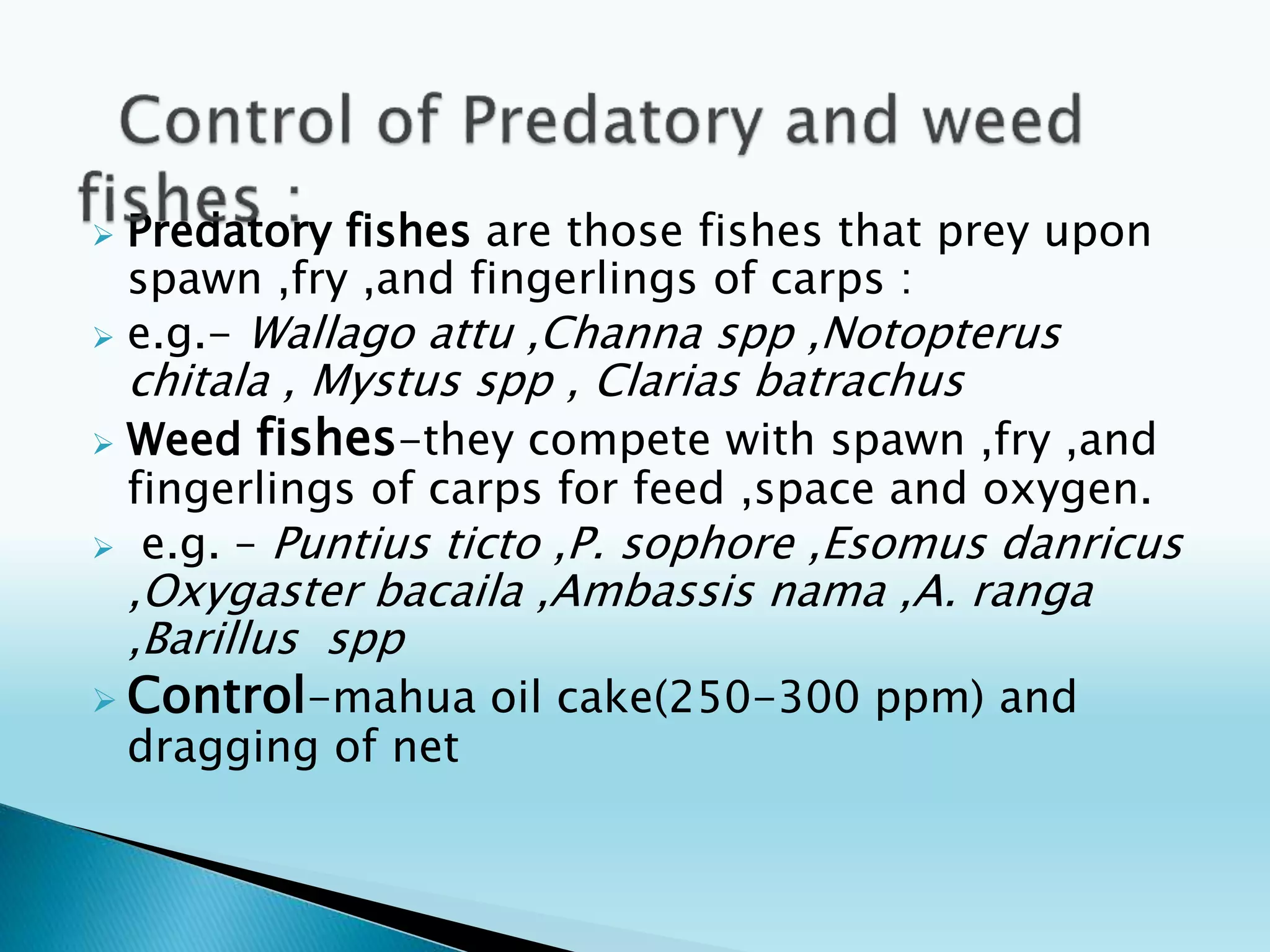 BREEDING AND CULTURE OF CARPS FISHES | PPTX