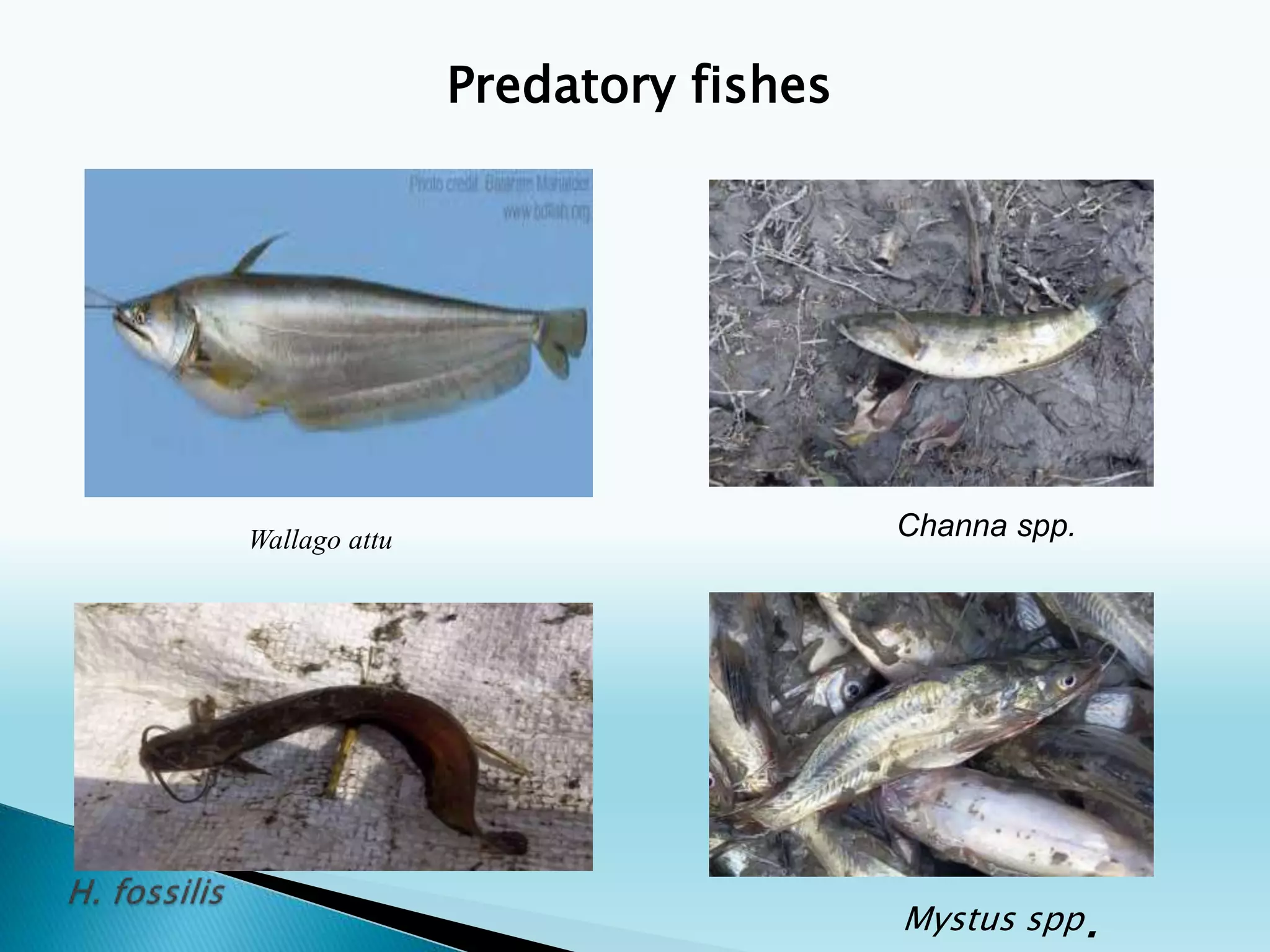 BREEDING AND CULTURE OF CARPS FISHES | PPTX