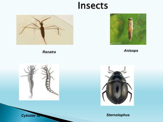 BREEDING AND CULTURE OF CARPS FISHES | PPTX
