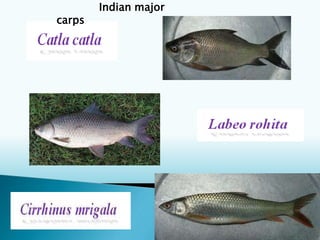 BREEDING AND CULTURE OF CARPS FISHES | PPTX