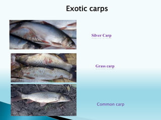 BREEDING AND CULTURE OF CARPS FISHES | PPTX