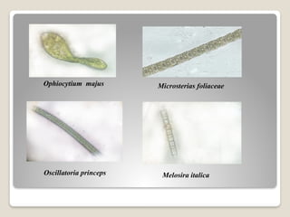 Rajesh PPT.pptx algal application and occurrence | PPTX