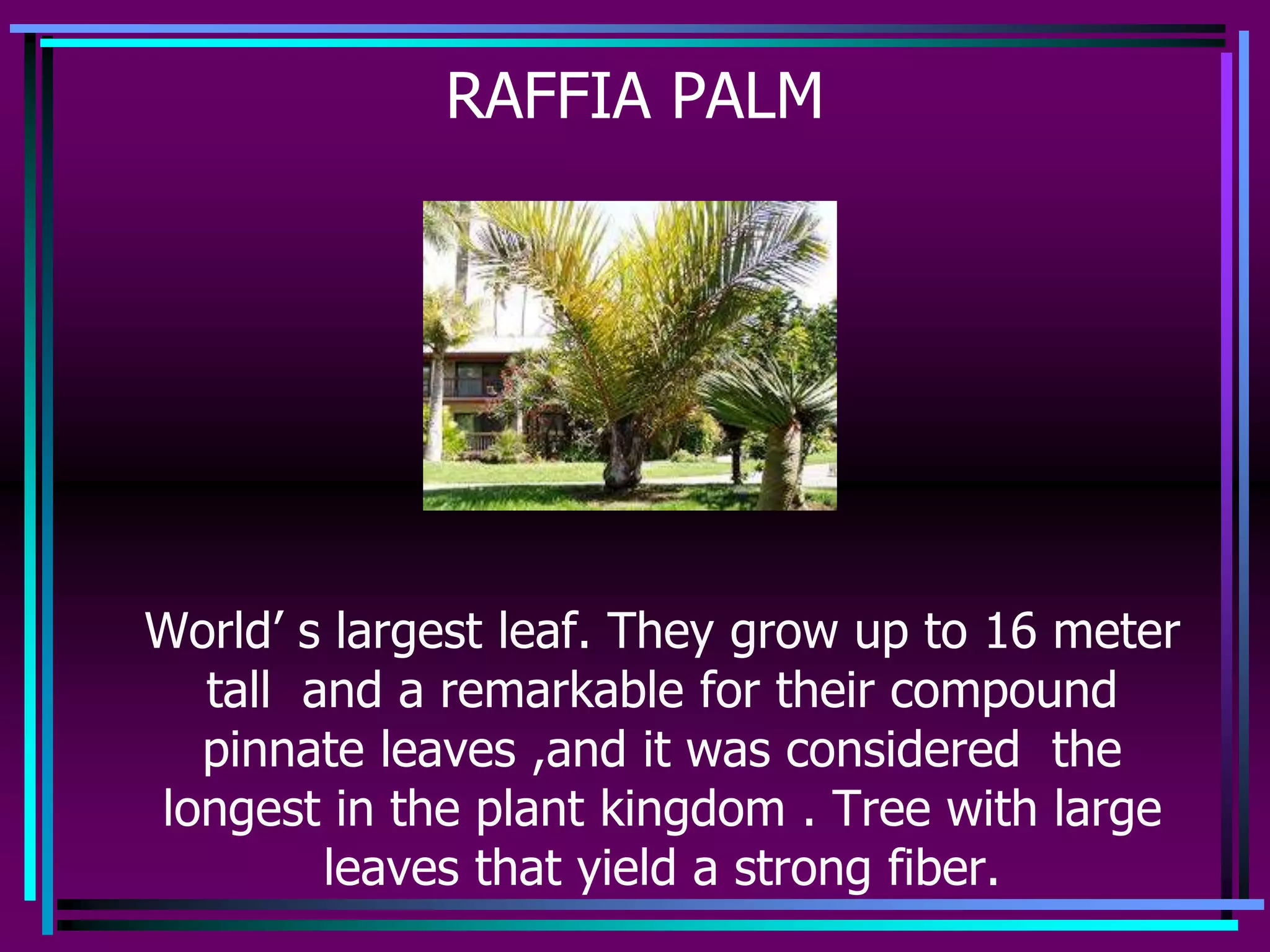 Rajina ppt | PPT | Free Download