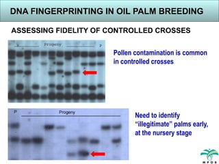 DECIPHERING THE OIL PALM GENOME INFORMATIONRajinder Singh.pptx