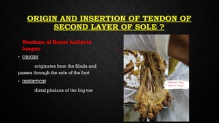 cadaveric study of structures present in second layer of sole | PPTX